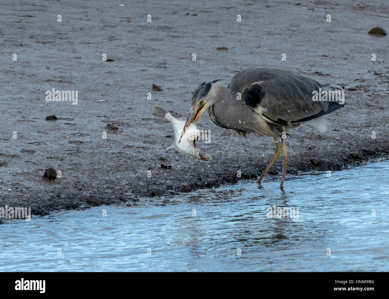 Carrion birds hi-res stock photography and images - Alamy