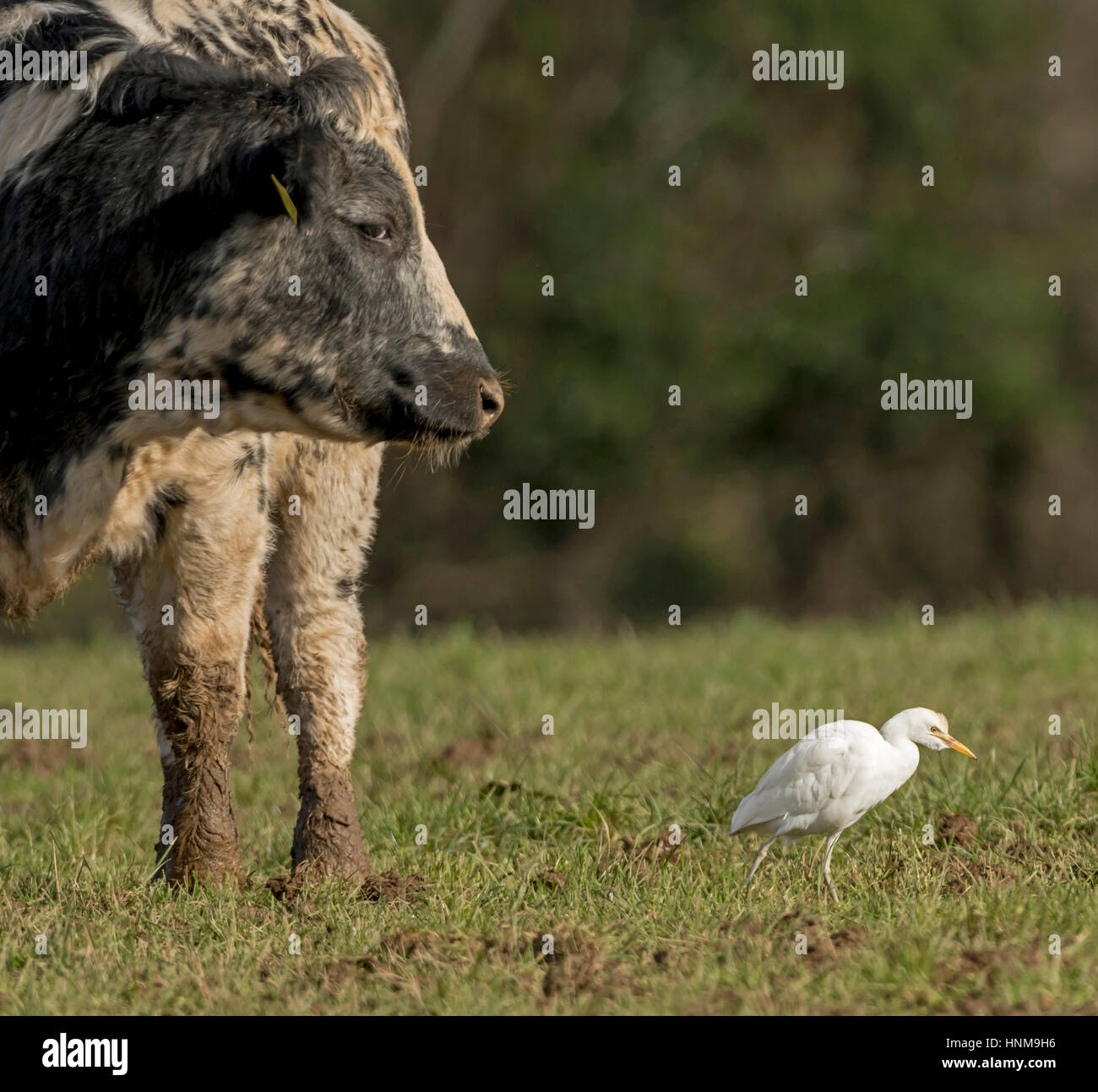 Cattle Egret in field with Cow Stock Photo - Alamy