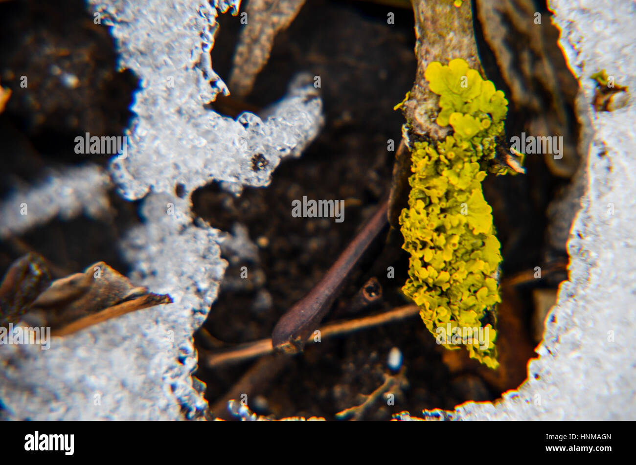 Yellow moss with layer of snow and leaves as background in winter Stock ...