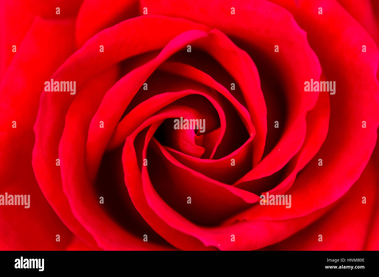 Red rose flower Stock Photo - Alamy
