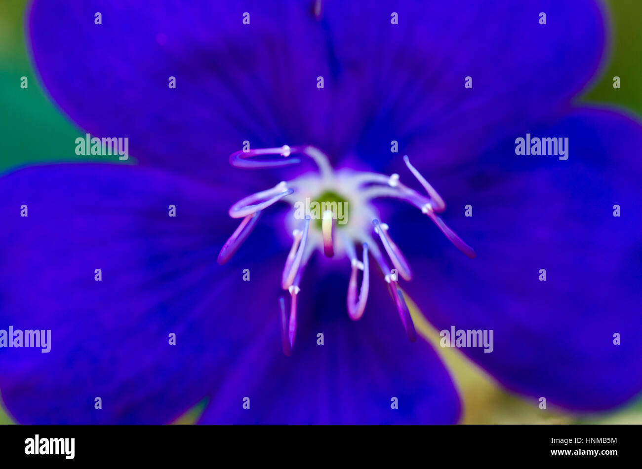 Stigma and petals of purple petunia flower Stock Photo - Alamy