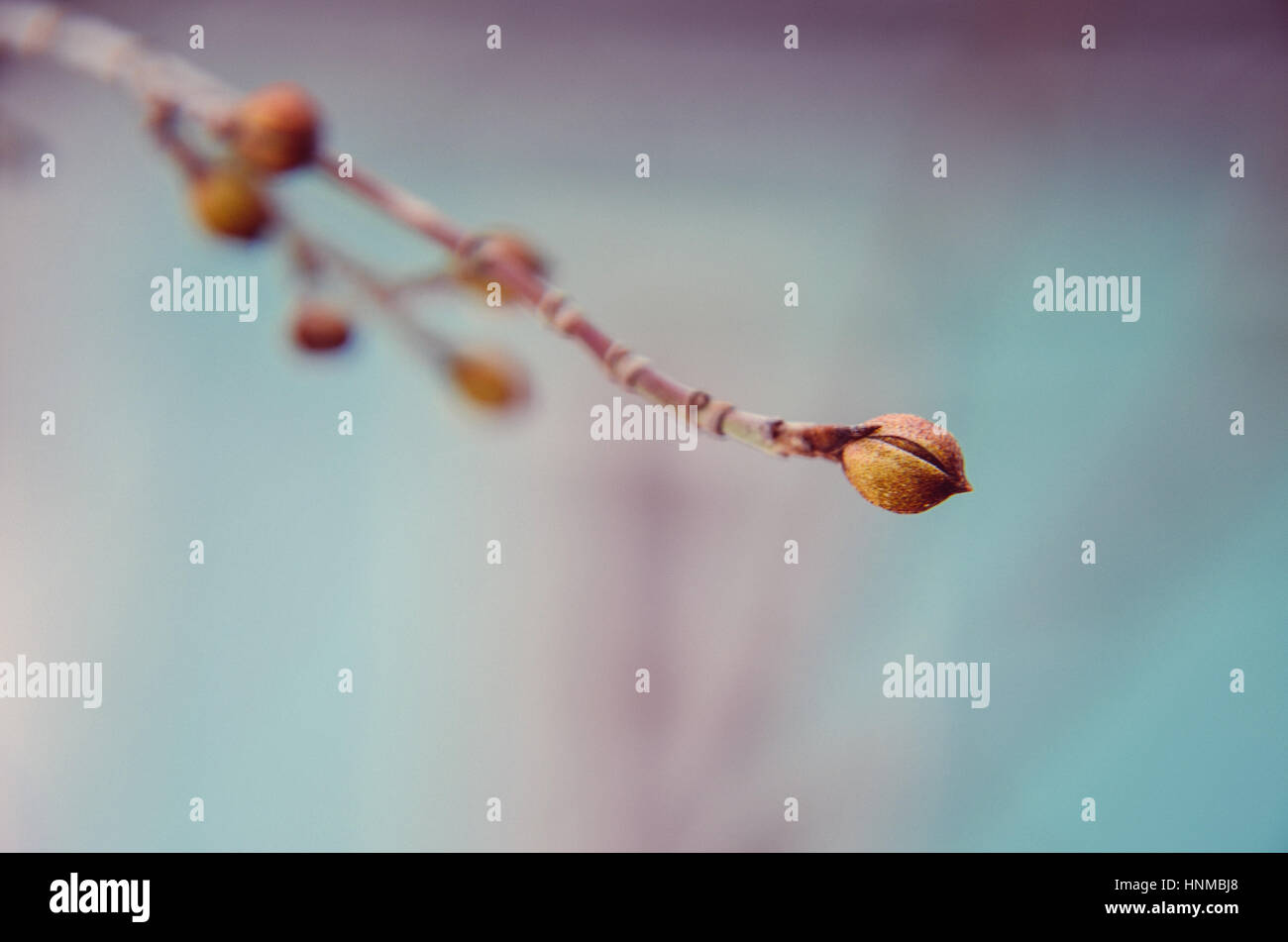 Ash tree buds winter hi-res stock photography and images - Alamy