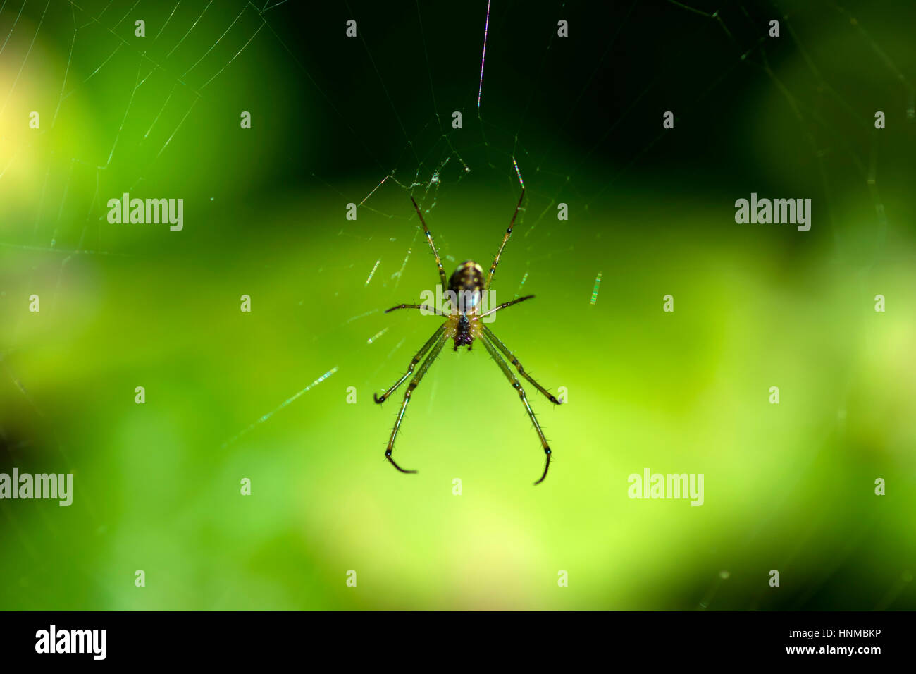 Spider on spider web Stock Photo - Alamy