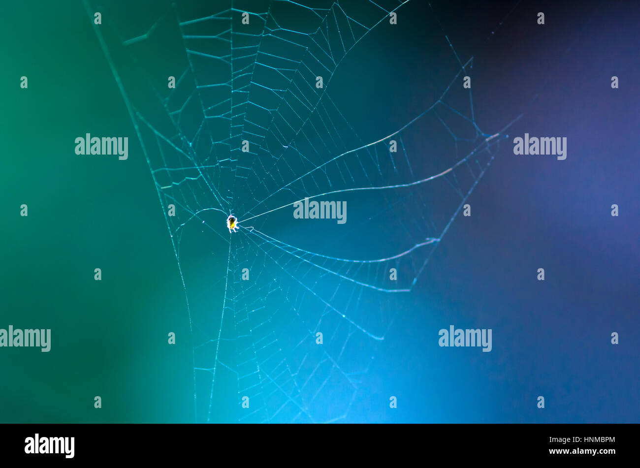 Spider contour hi-res stock photography and images - Alamy