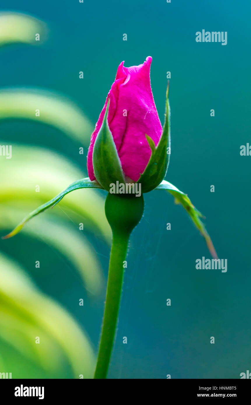 Bud of pink rose flower Stock Photo - Alamy