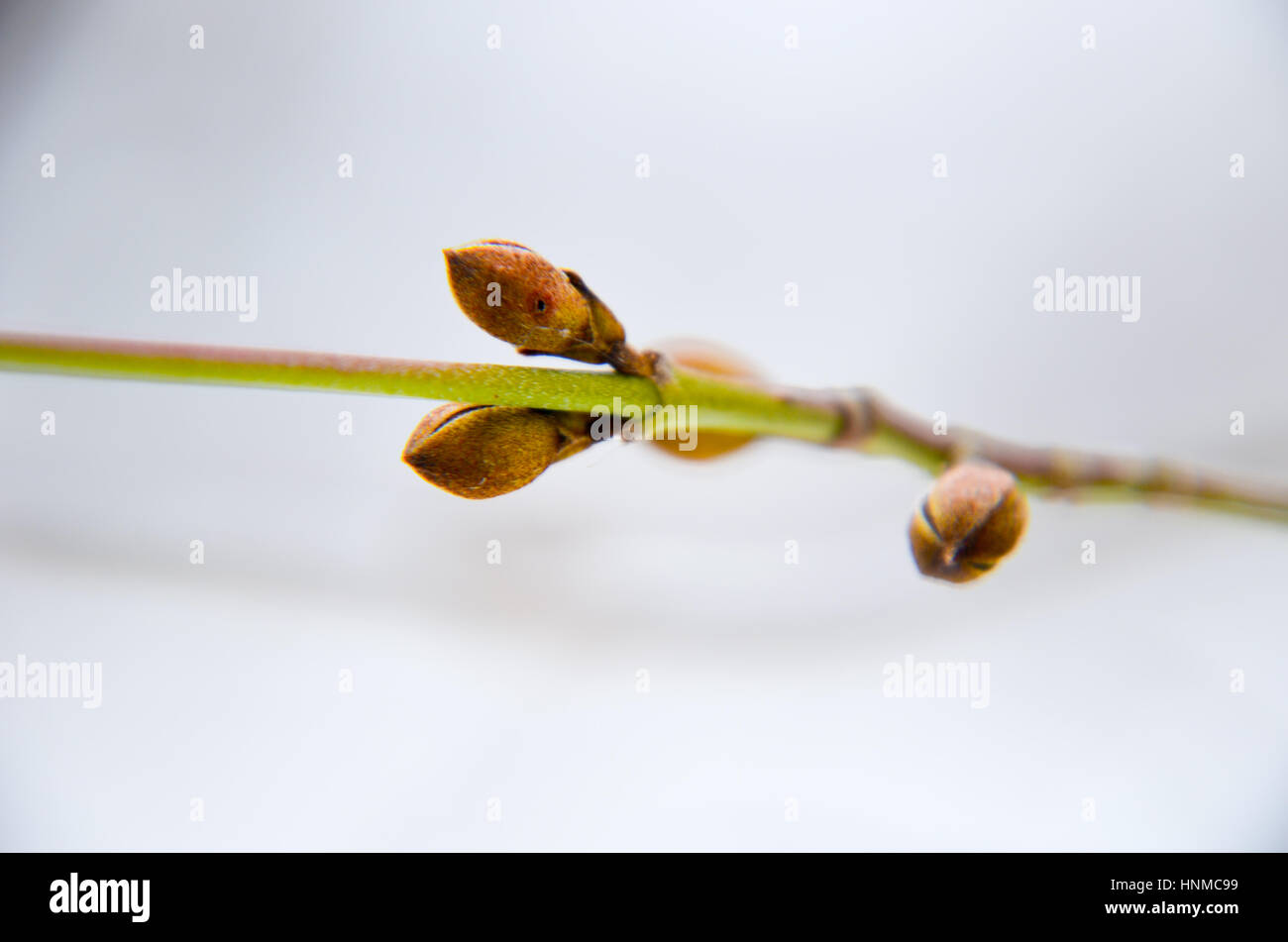 Ash tree buds winter hi-res stock photography and images - Alamy