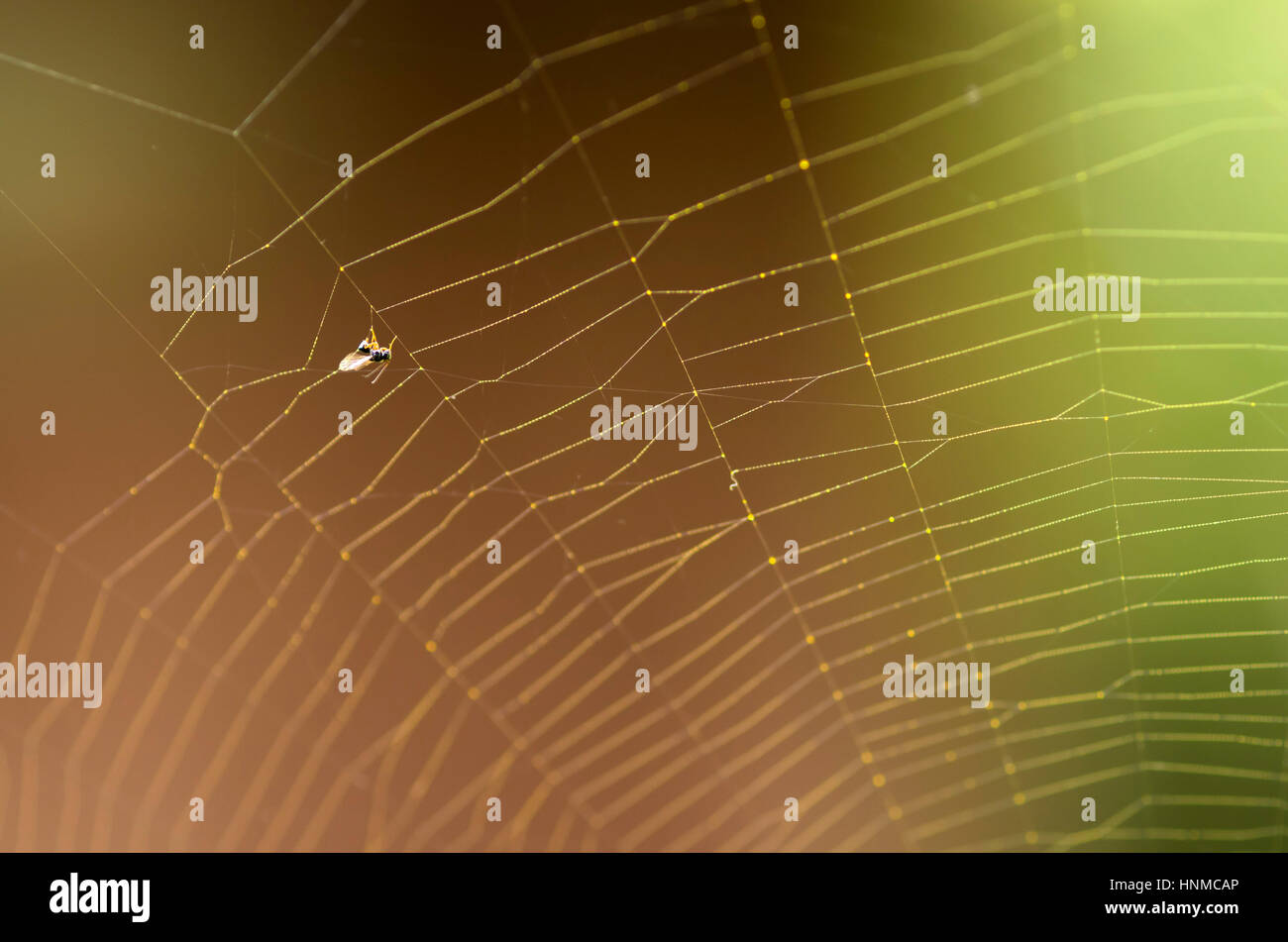 Fly in spider net hi-res stock photography and images - Alamy
