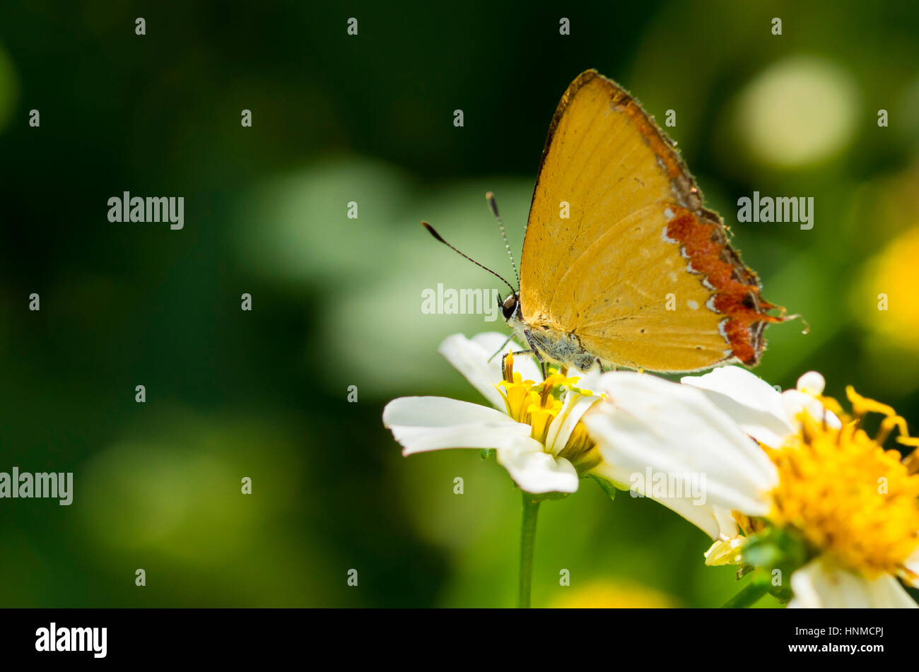 Jasmine wallpaper hi-res stock photography and images - Alamy