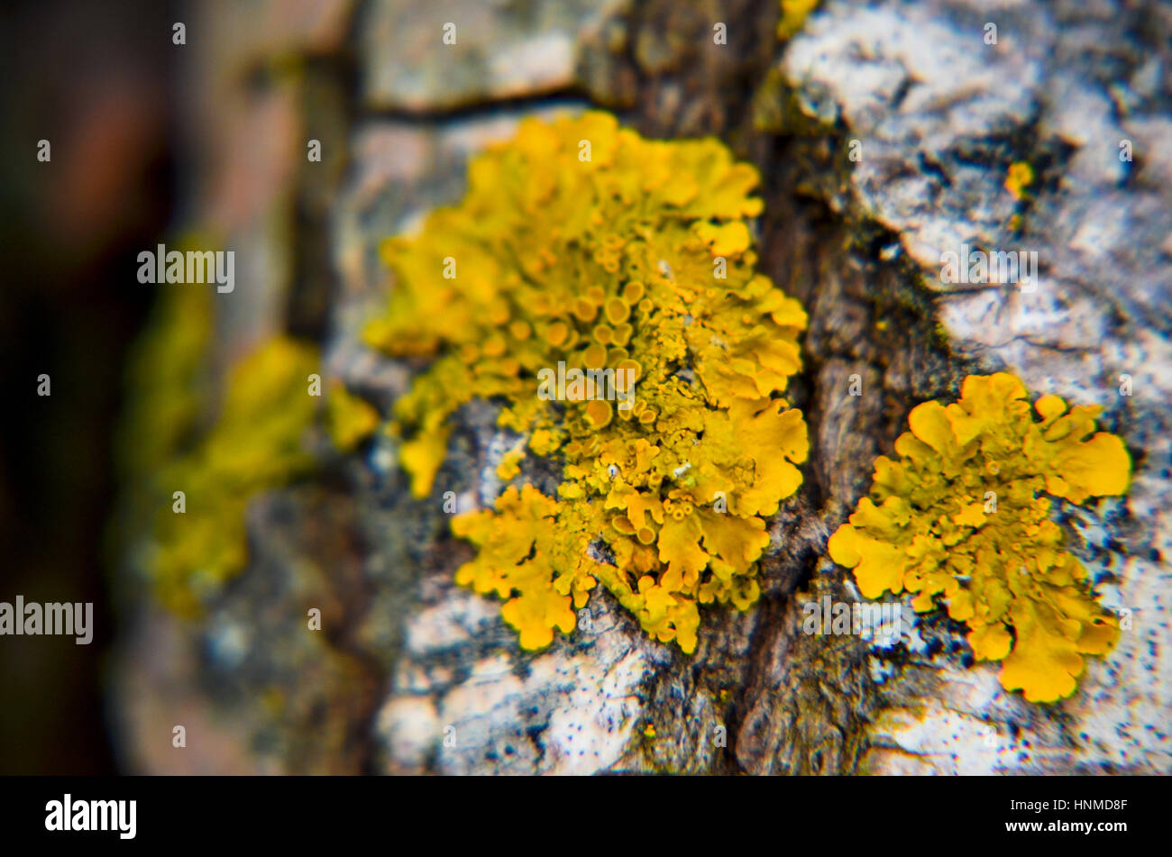 Natural winte macro texture hi-res stock photography and images - Alamy