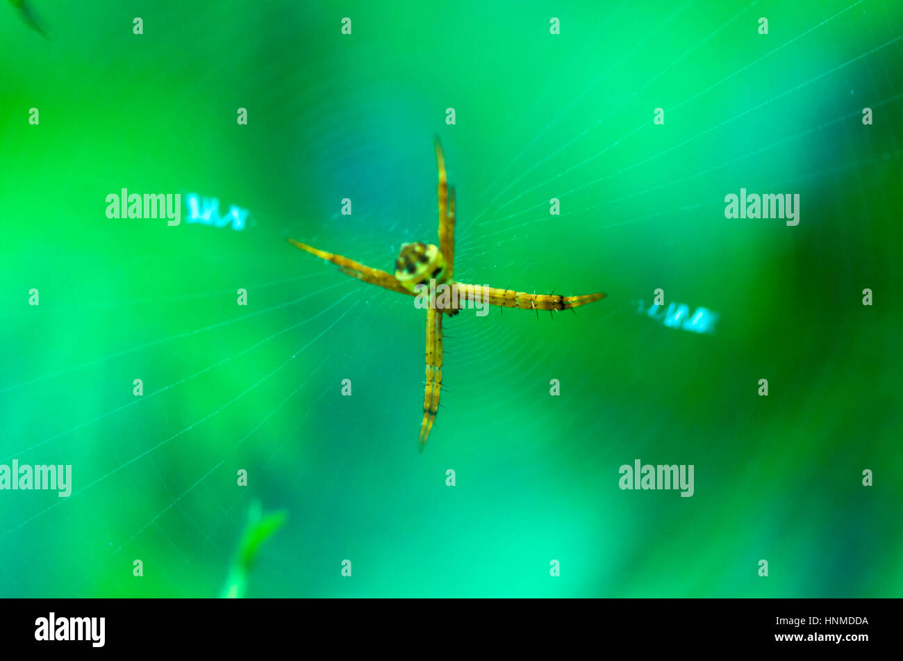 Predator waiting prey hi-res stock photography and images - Alamy