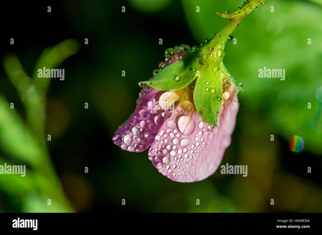 Bud refraction reflection drop hi-res stock photography and images - Alamy