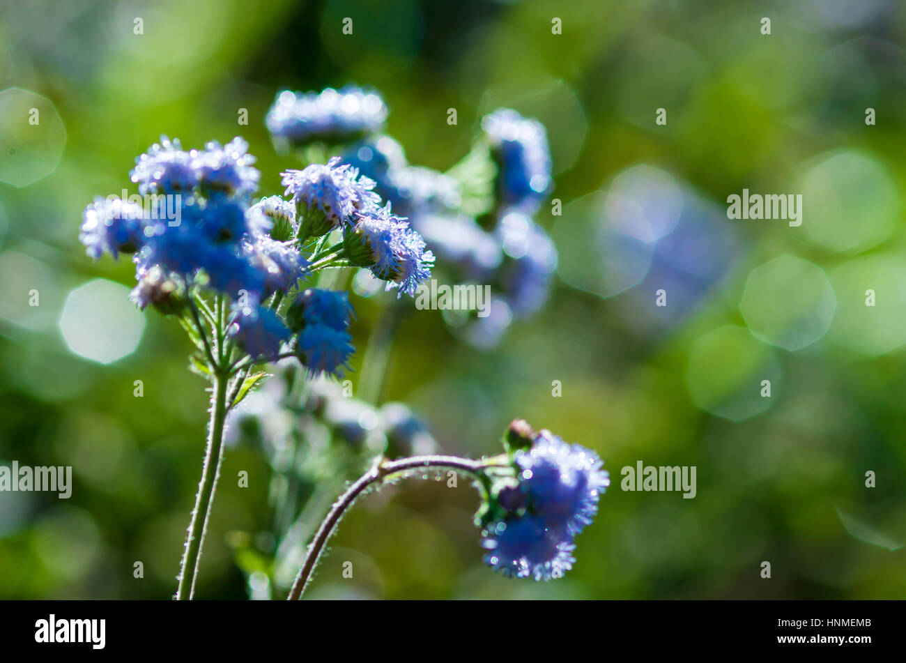 Wild blue flower backlit by the sunlight Stock Photo - Alamy