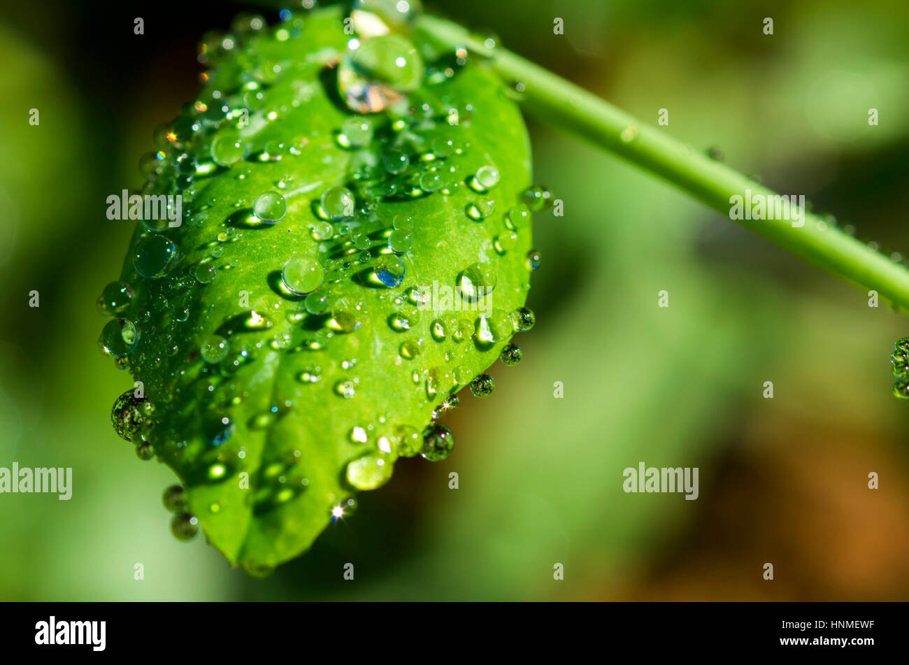 Leaf and dew hi-res stock photography and images - Alamy