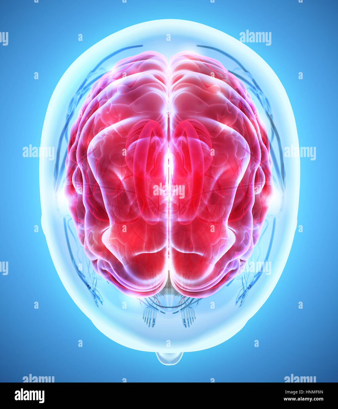 Human Internal Organic - Human Brain, 3D illustration medical concept ...