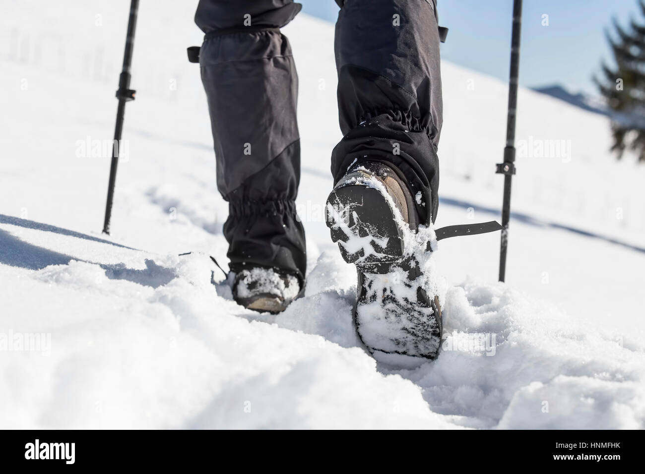 Winter trekking with male boots in the snow and trekking sticks Stock ...