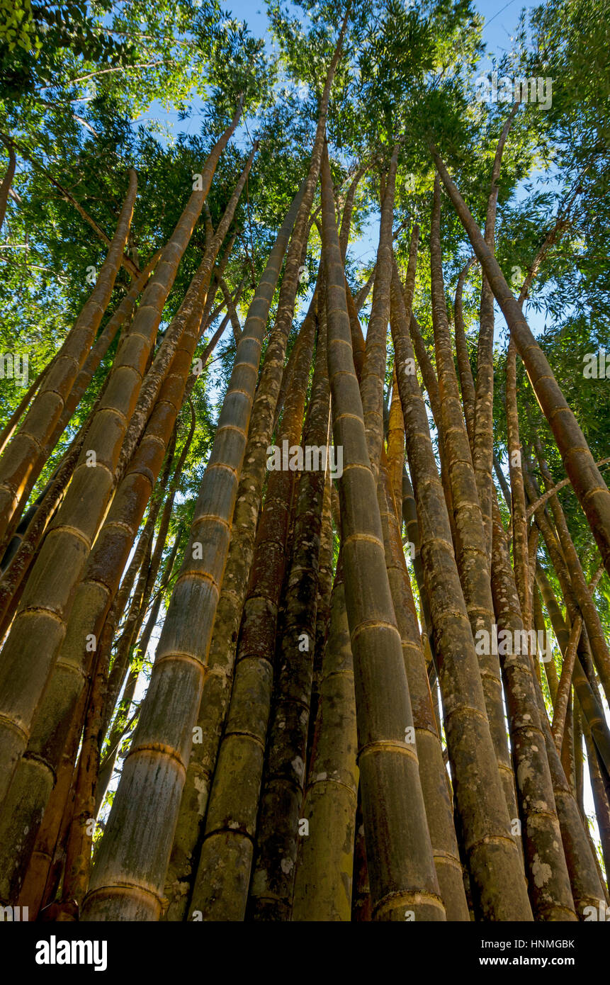 Canopy of bamboo leaf hi-res stock photography and images - Alamy