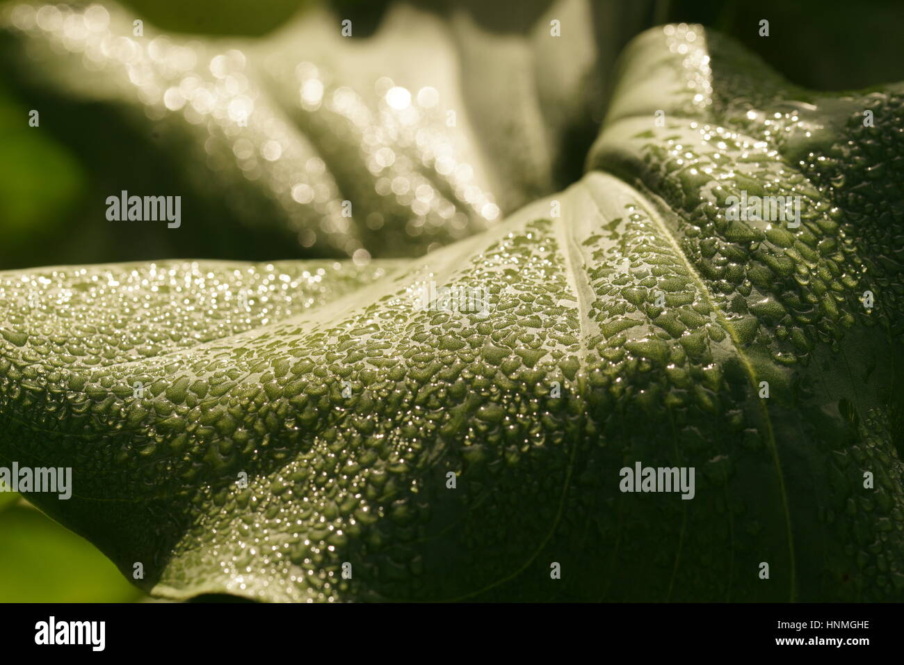 Water droplets on leaf Stock Photo - Alamy