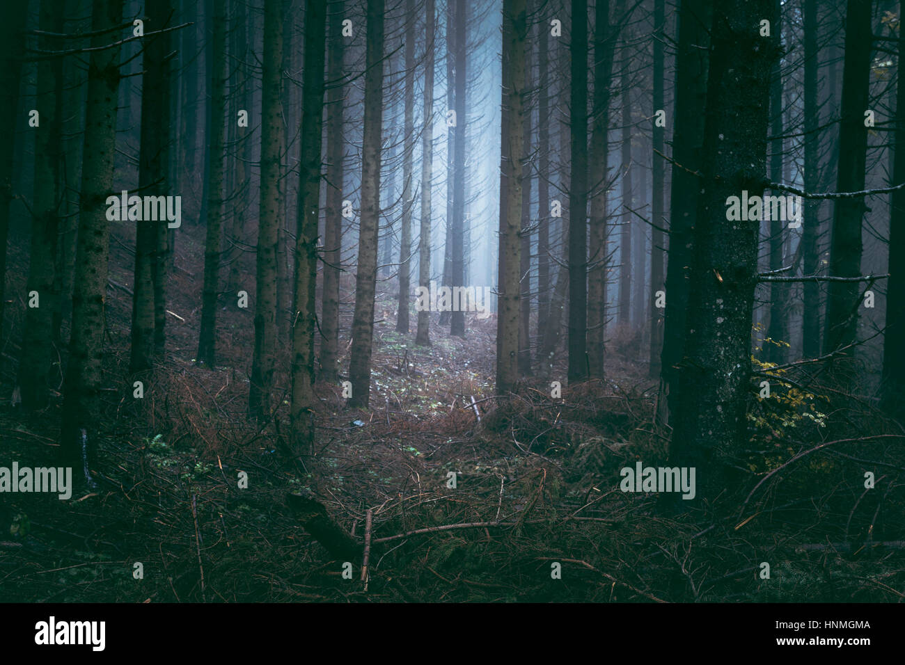 Dark foggy forest during autumn. Spooky scene Stock Photo - Alamy