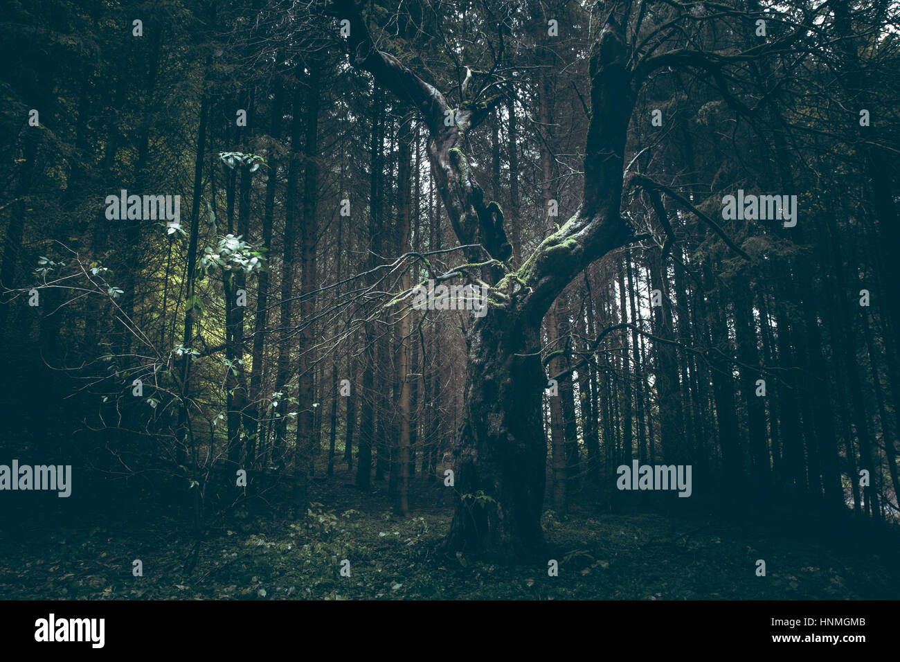 Creepy old tree in dark forest with light from above Stock Photo - Alamy