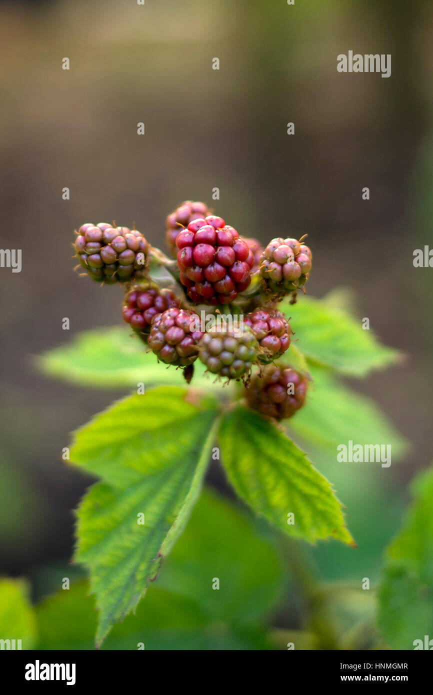 Red raspberry on bush in the forest Stock Photo - Alamy