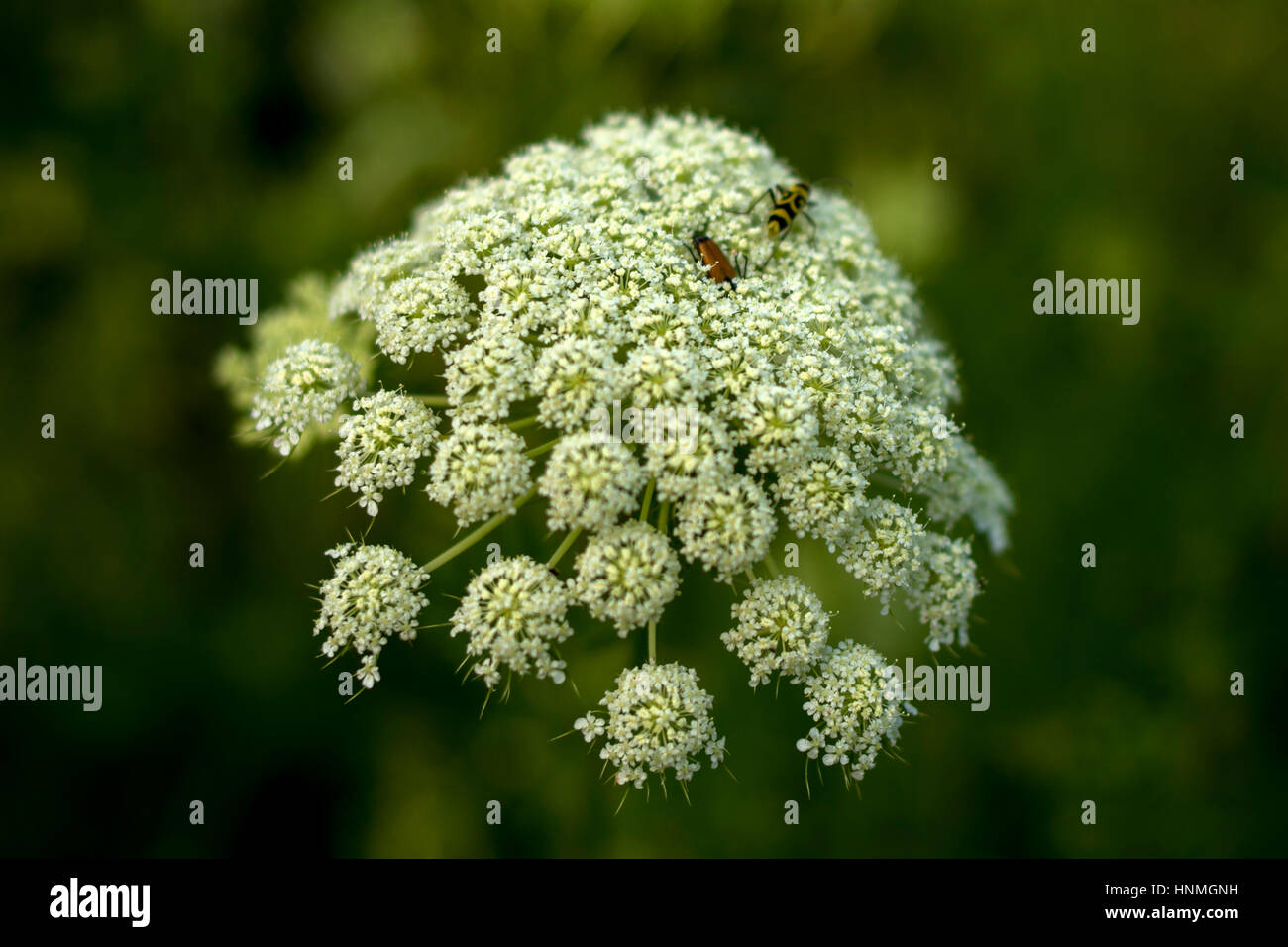 Scattered insects hi-res stock photography and images - Alamy