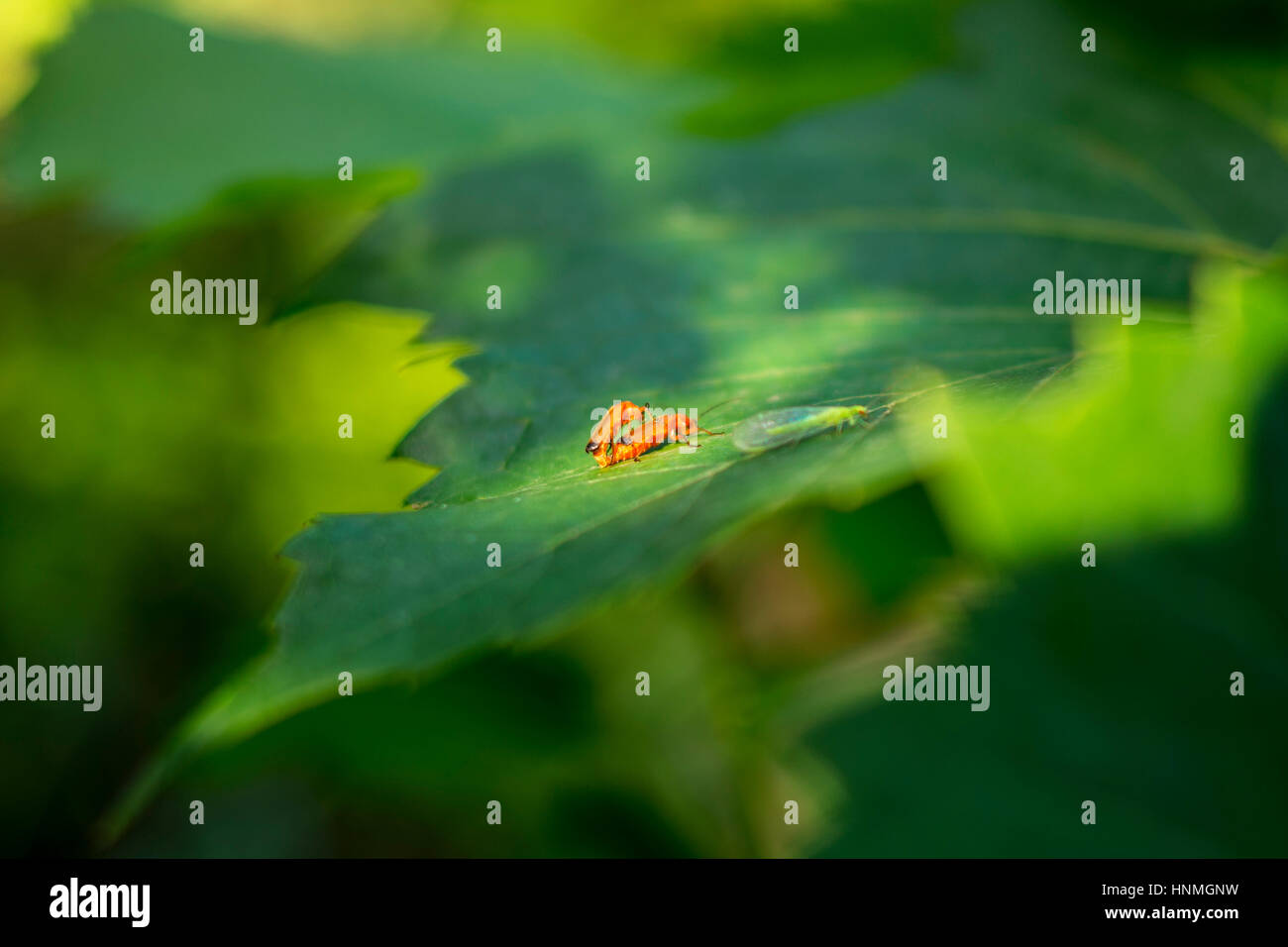 Insects mating on the leaf of grape Stock Photo - Alamy