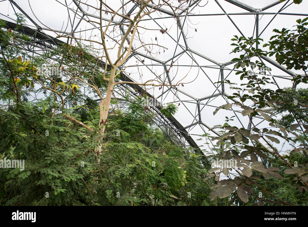 The Rainforest Biome, Eden Project Stock Photo - Alamy