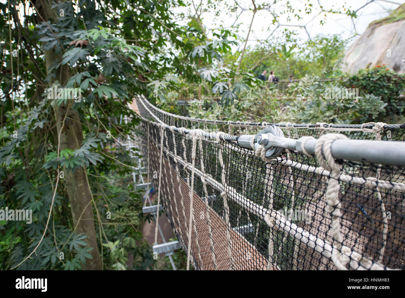 The new Rope Bridge inside the Rainforest Biome, Eden Project Stock ...