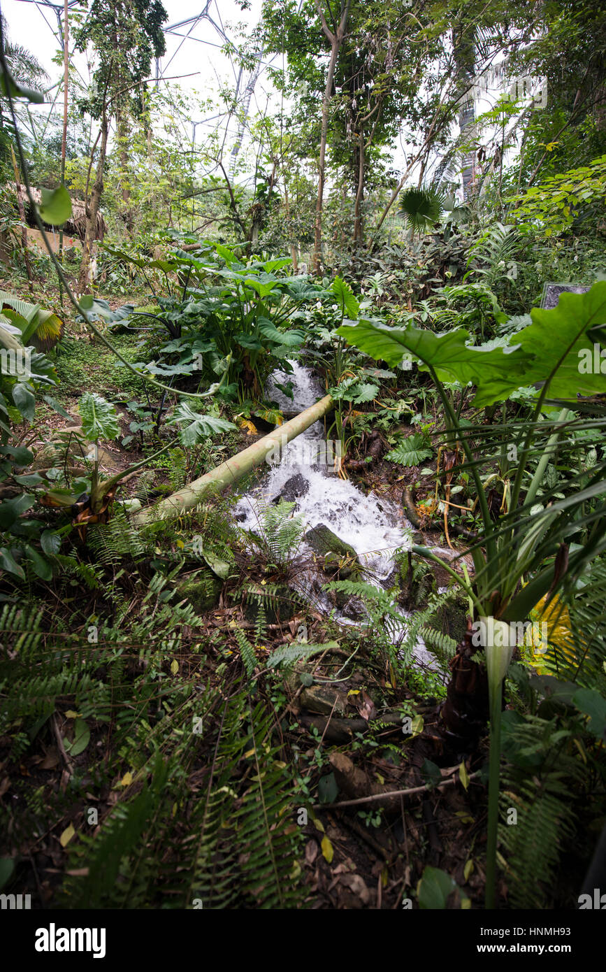 Stream, Rainforest Biome, Eden Project Stock Photo - Alamy