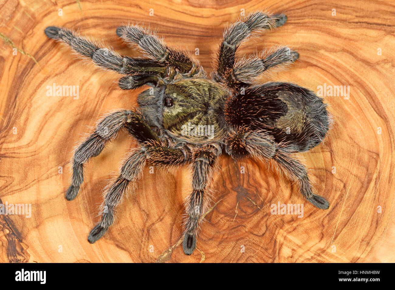Chile beautiful tarantulas (euathlus truculentus) female on rose wood ...