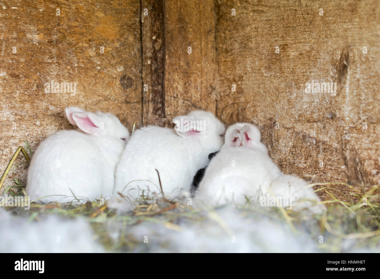 white newborn bunnies hiding in corner of old cage Stock Photo - Alamy