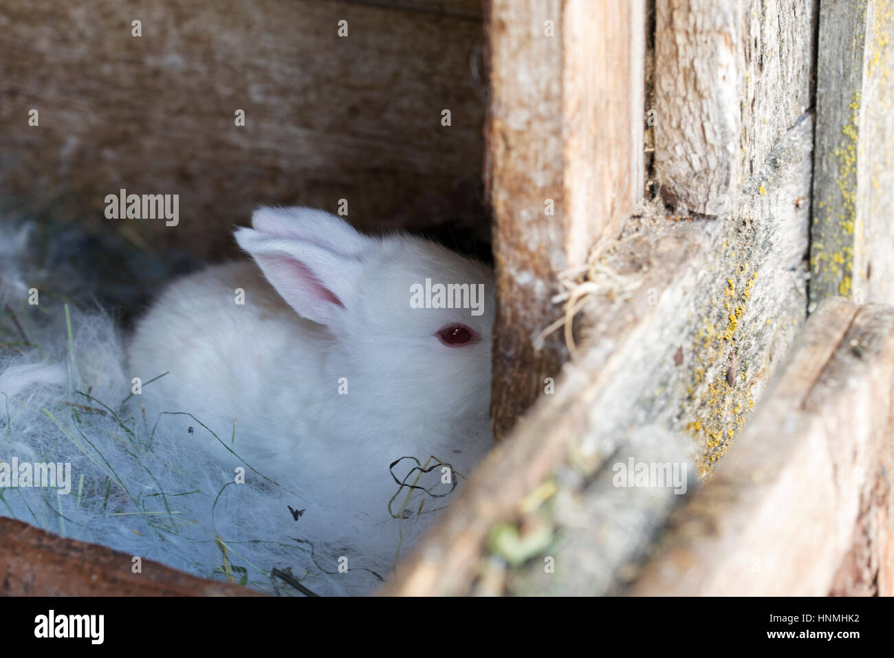 white newborn bunny hiding in corner of old cage Stock Photo - Alamy