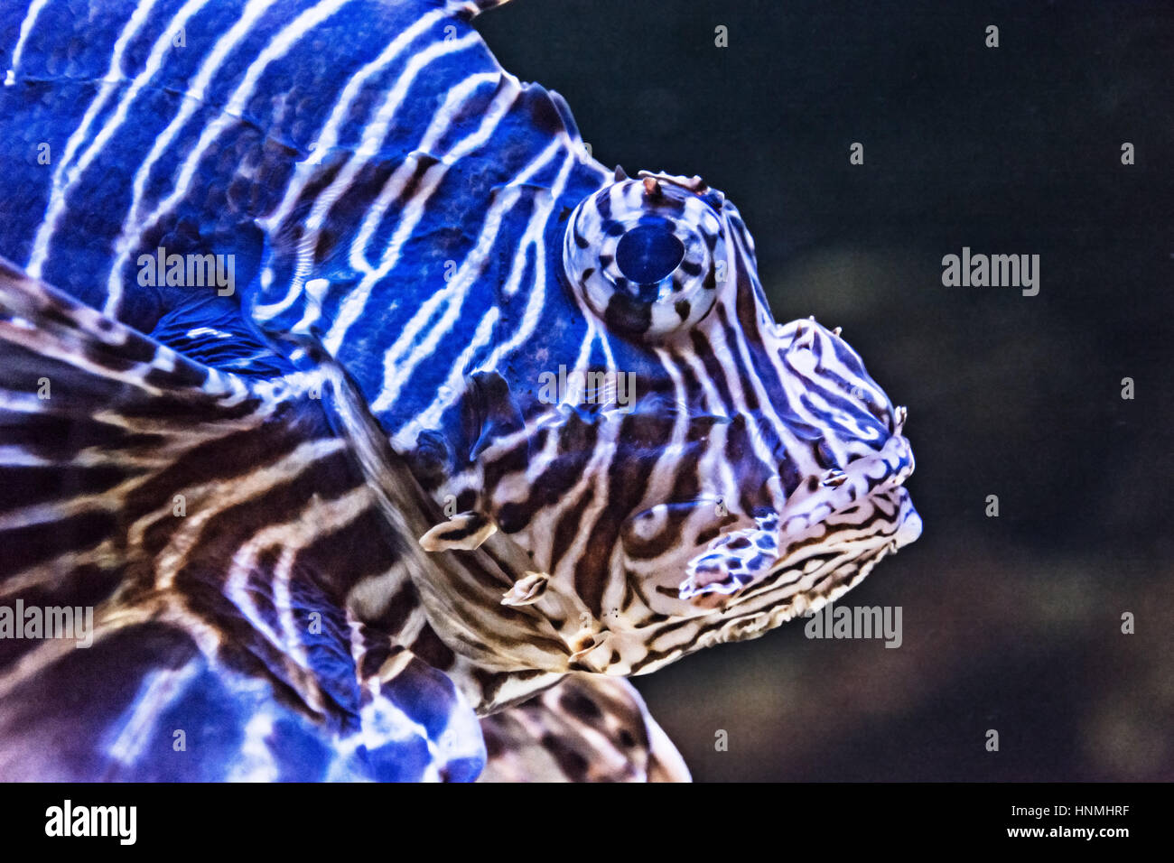Devil fish hi-res stock photography and images - Alamy