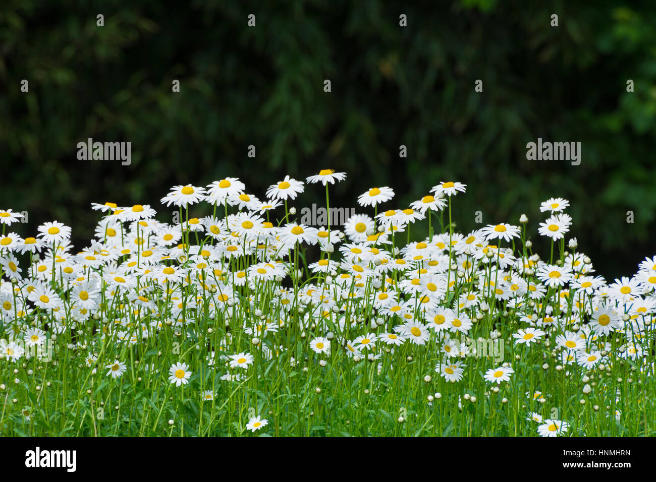 Chamomile green grass chamomiles hi-res stock photography and images ...