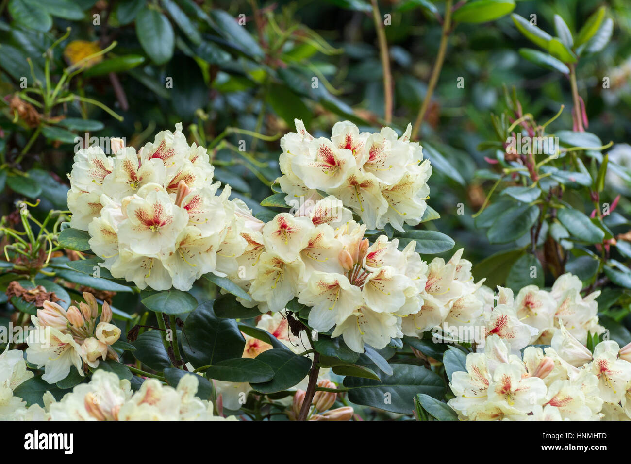 beautiful Rhododendron tree blossoms spring garden background Stock ...