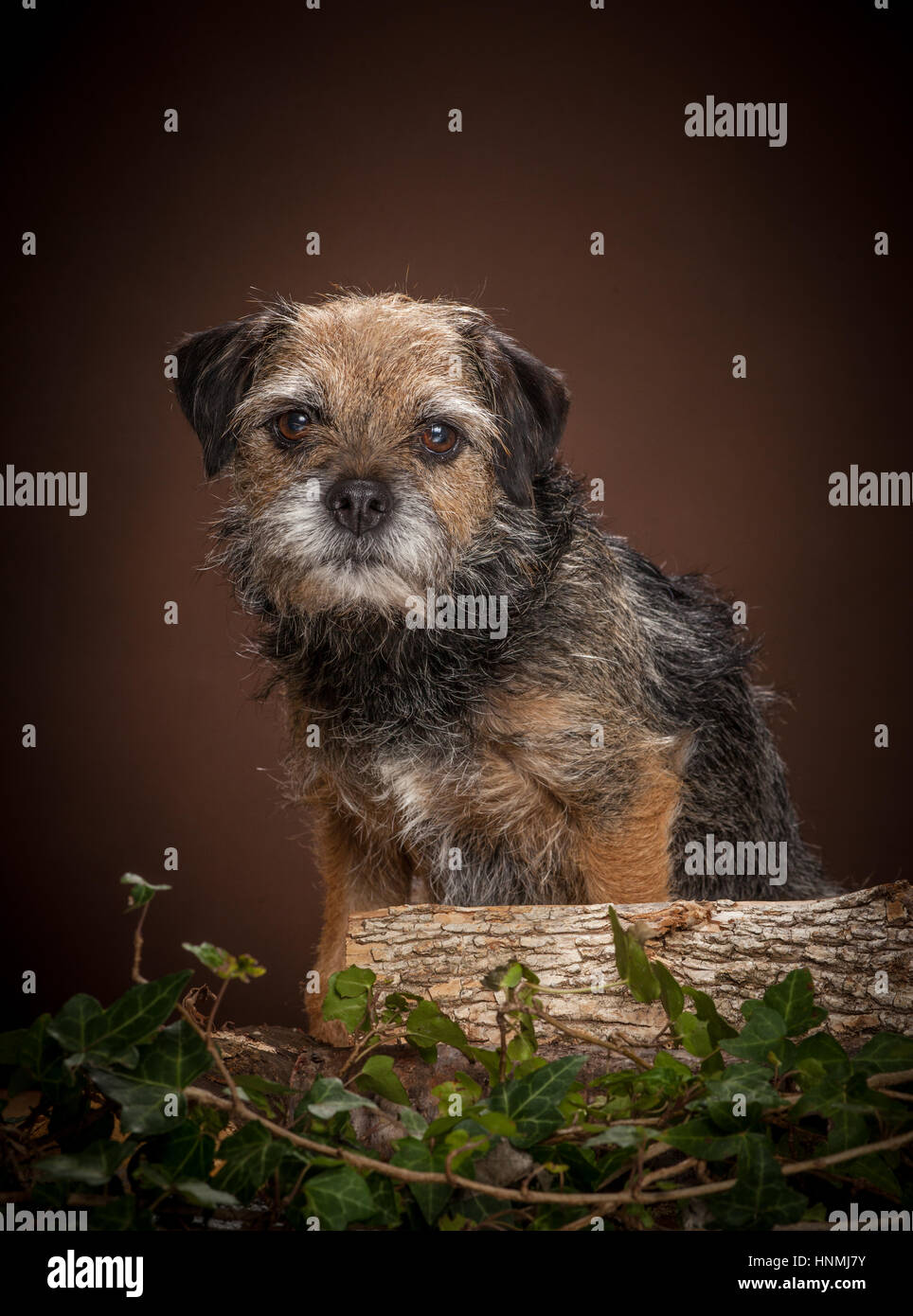Working terriers hi-res stock photography and images - Alamy
