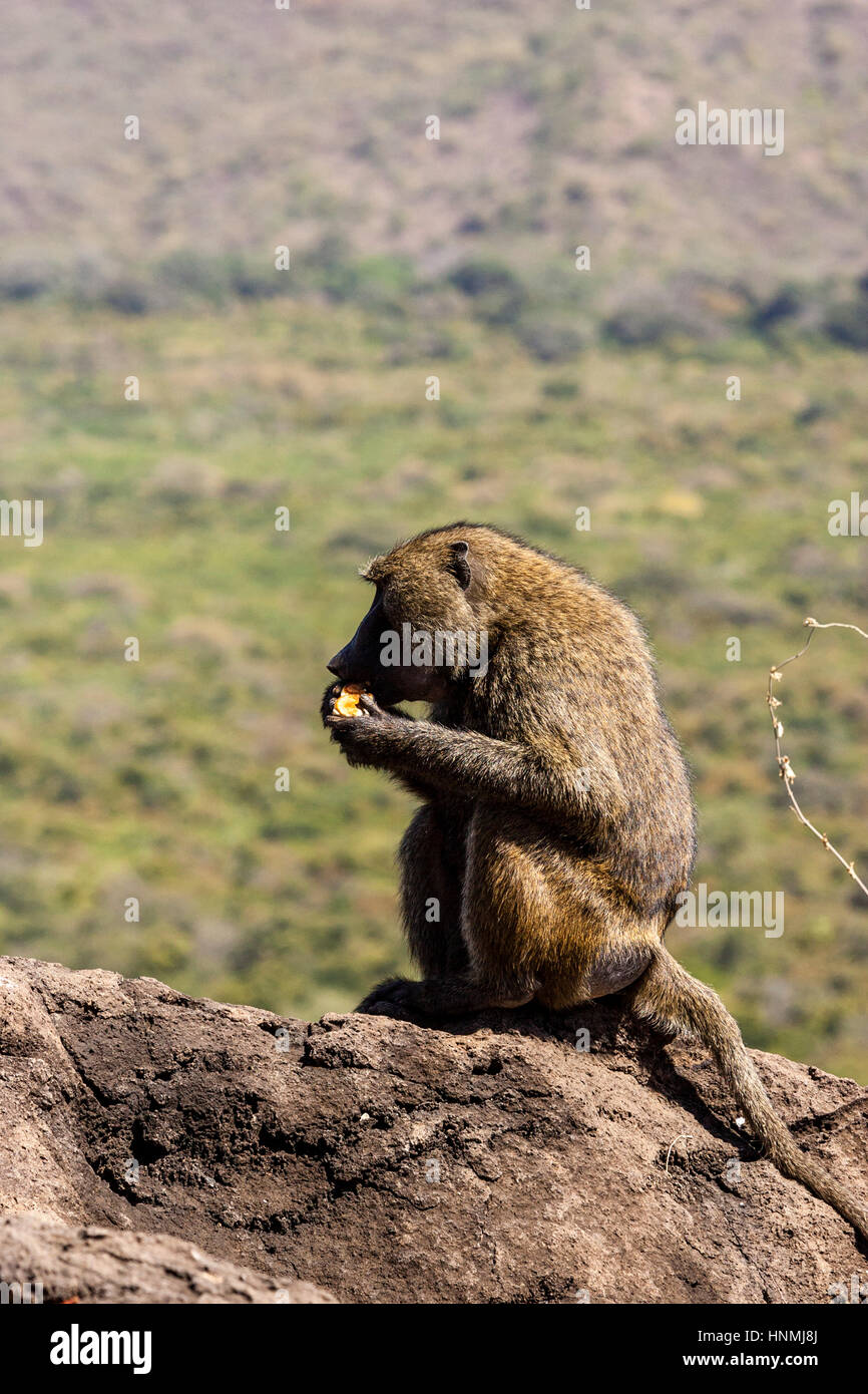 Nechsar park hi-res stock photography and images - Alamy