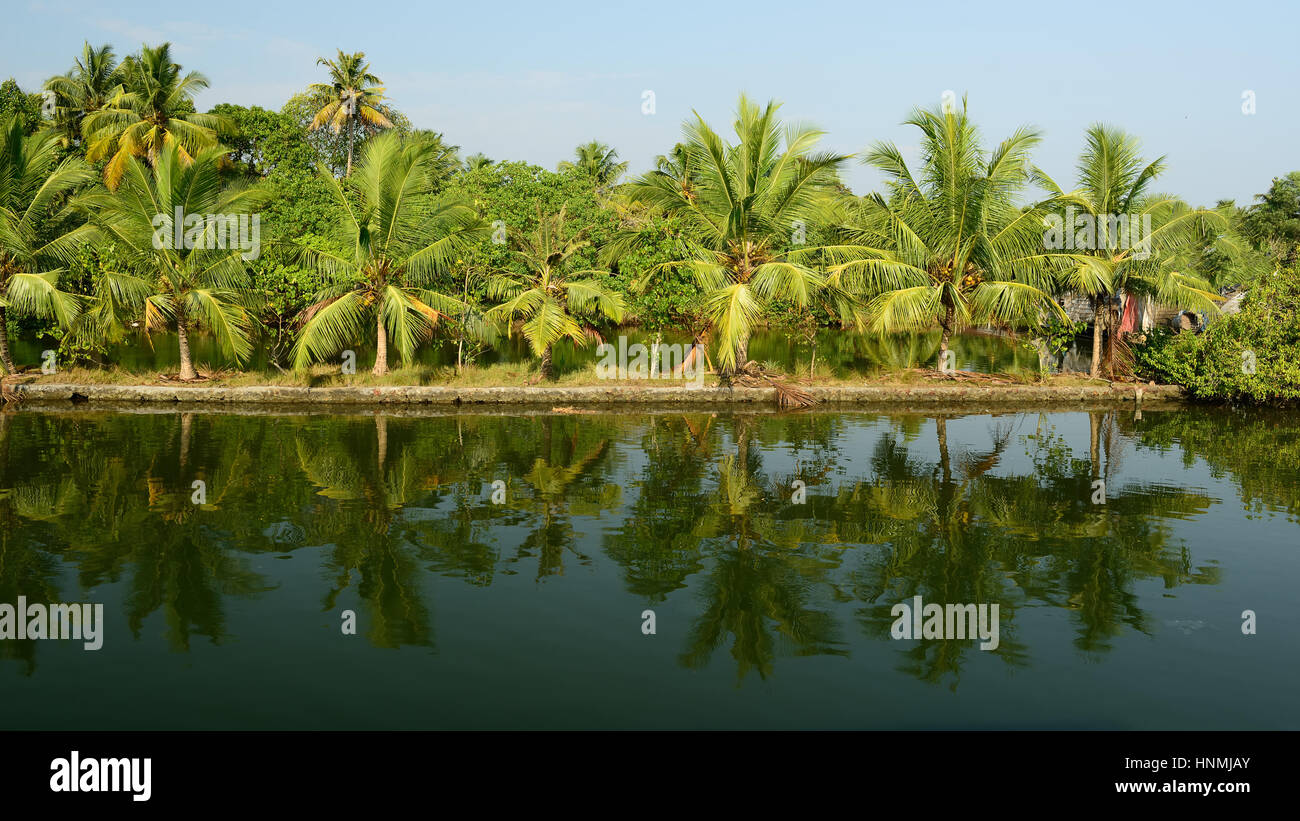 India, Coco trees reflection at back waters of Kerala Stock Photo - Alamy