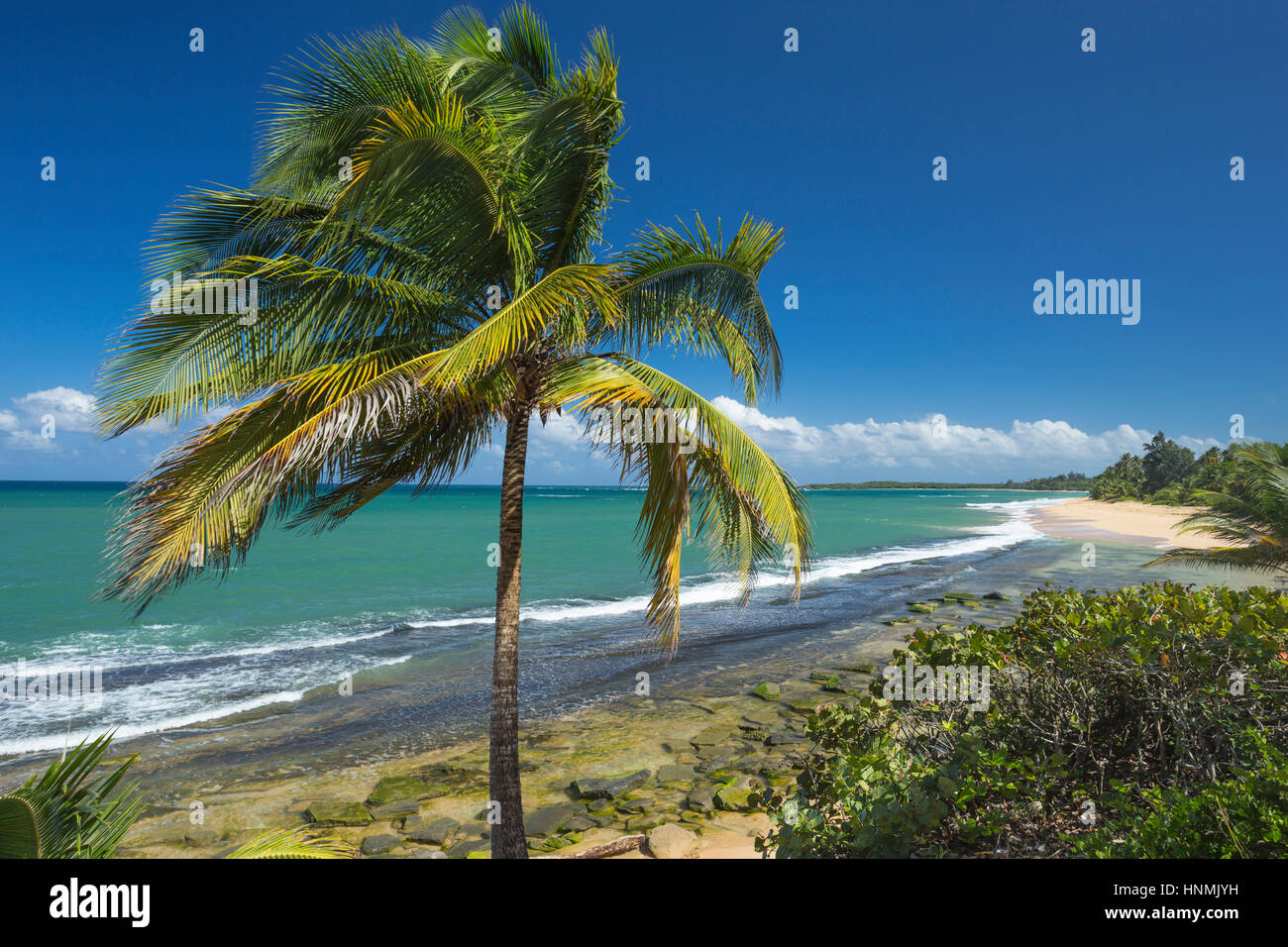 PALM TREE PLAYA PINONES BEACH LOIZA PUERTO RICO Stock Photo - Alamy