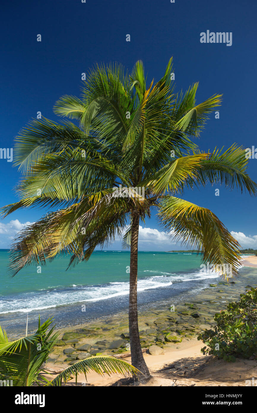 PALM TREE PLAYA PINONES BEACH LOIZA PUERTO RICO Stock Photo - Alamy