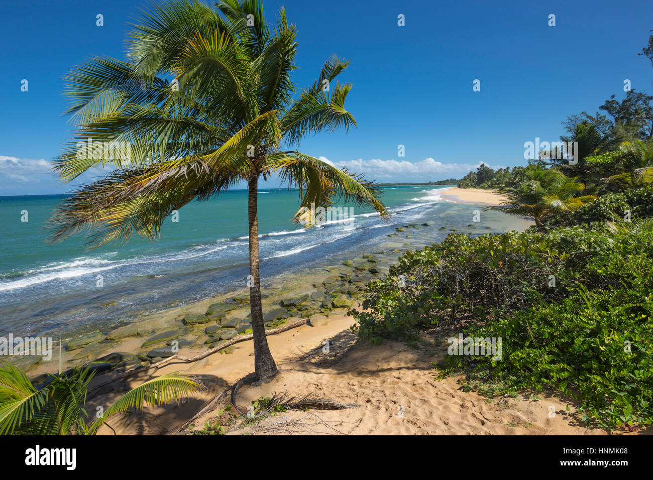 PALM TREE PLAYA PINONES BEACH LOIZA PUERTO RICO Stock Photo - Alamy