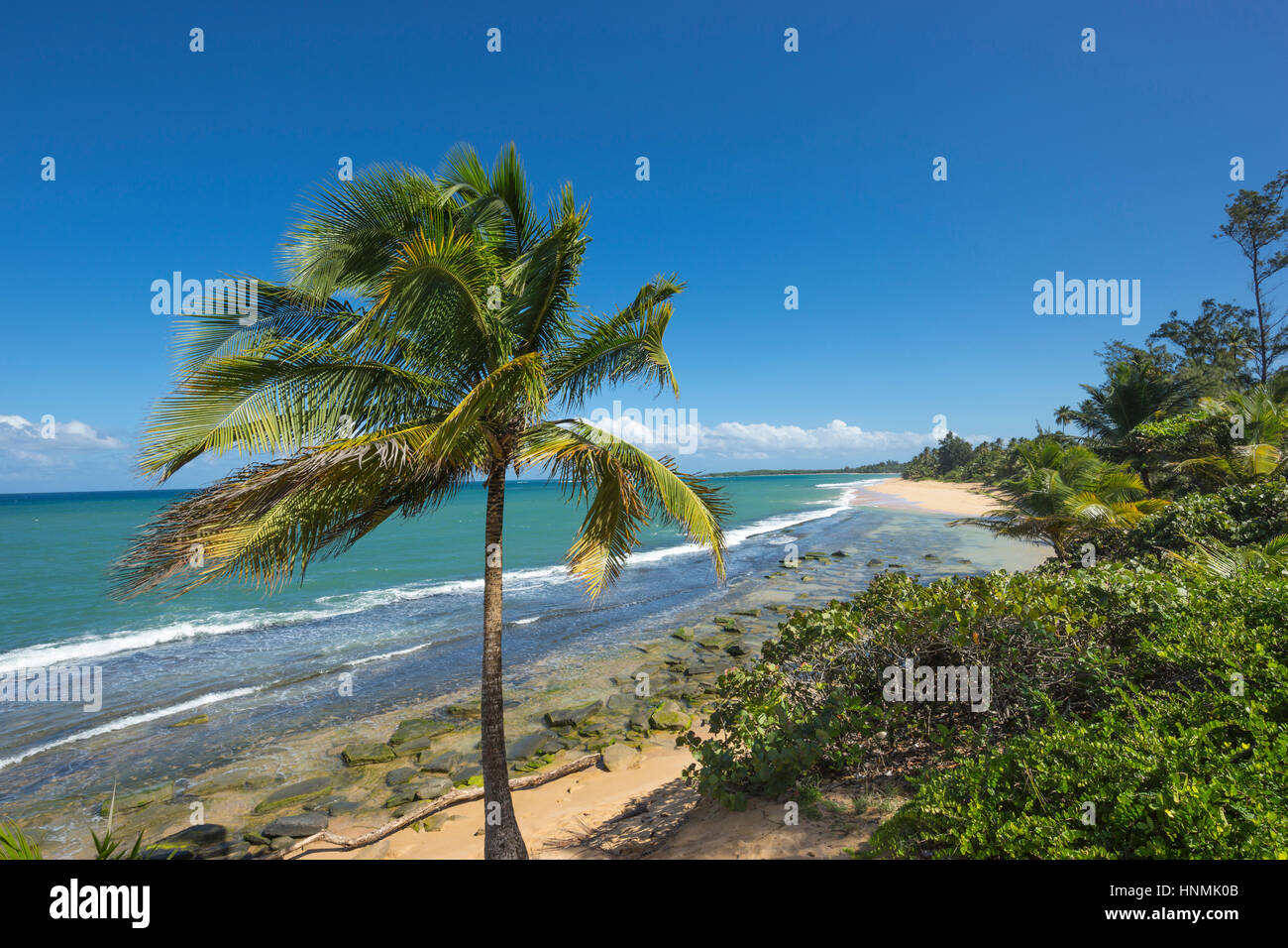 PALM TREE PLAYA PINONES BEACH LOIZA PUERTO RICO Stock Photo - Alamy