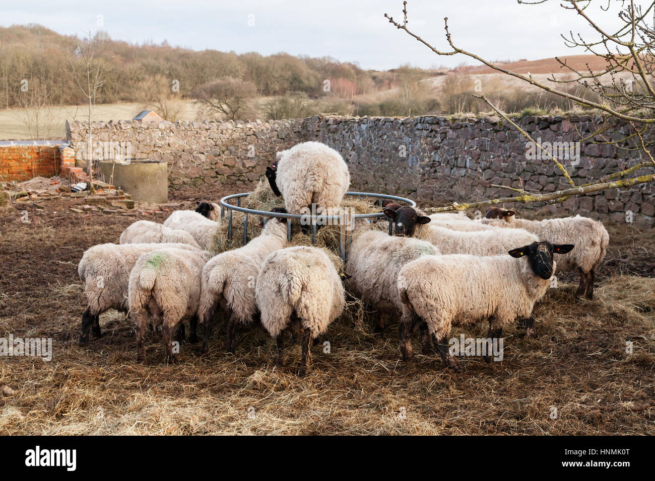 England midlands sheep hi-res stock photography and images - Alamy