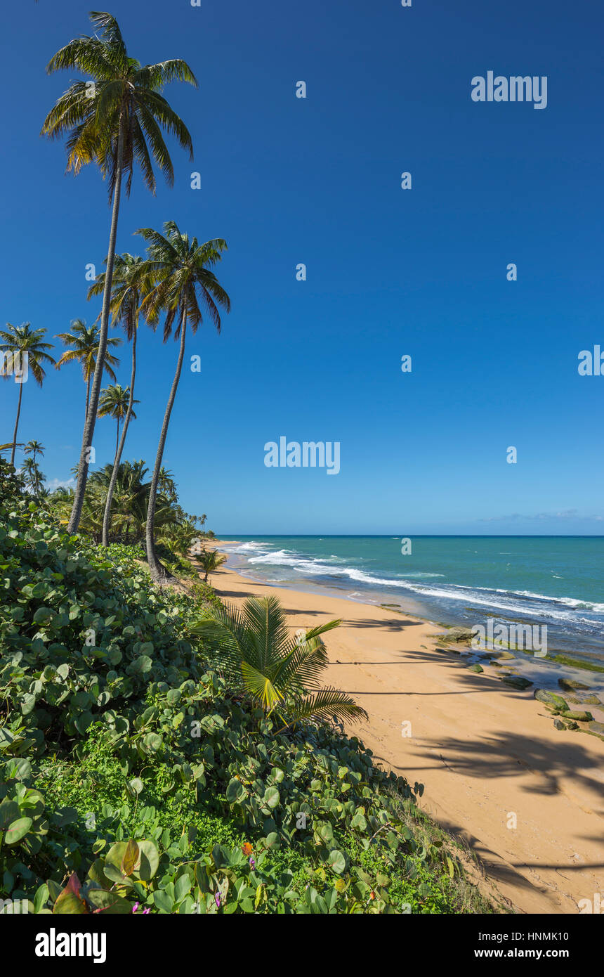 TALL PALM TREES PLAYA PINONES BEACH LOIZA PUERTO RICO Stock Photo - Alamy