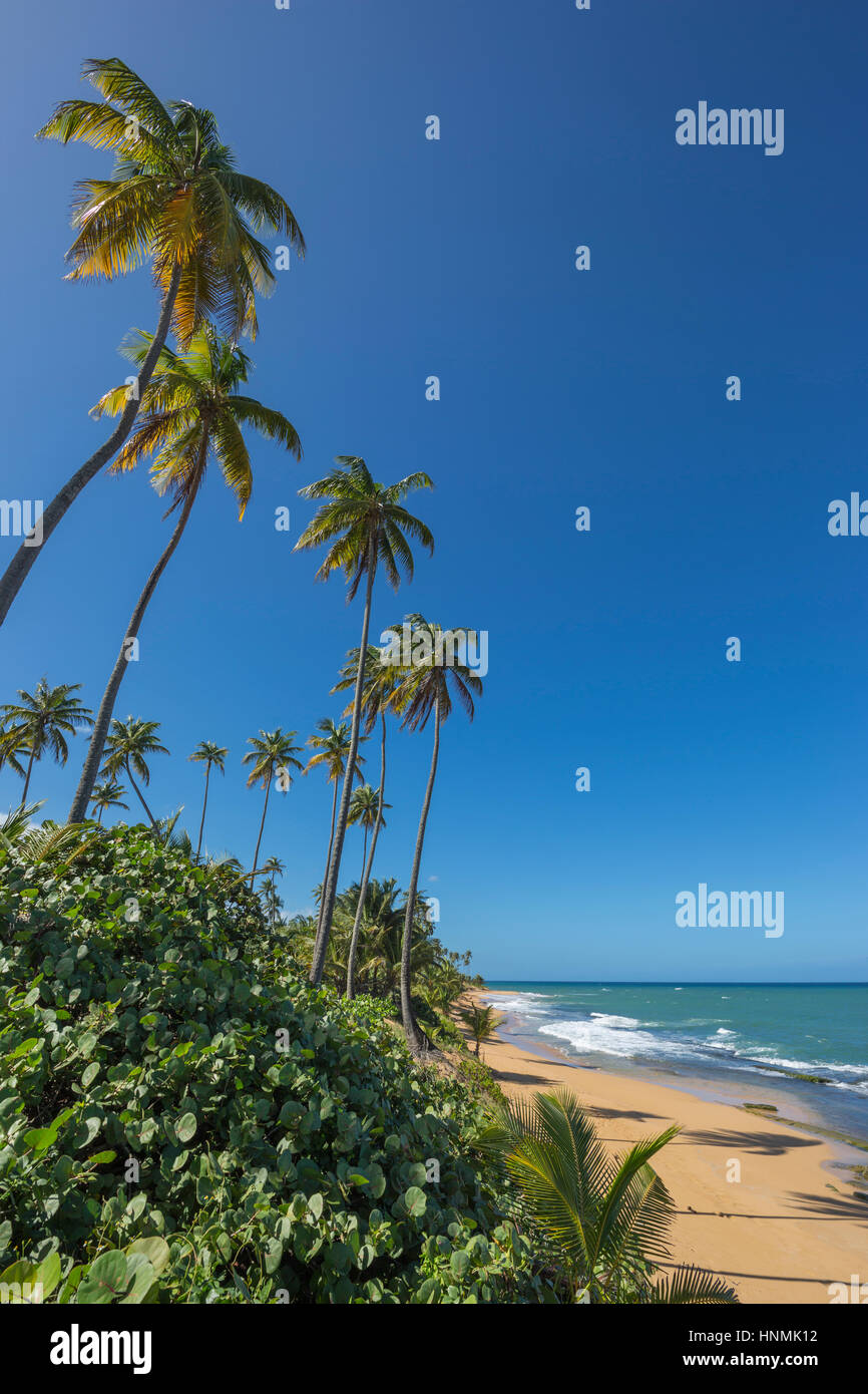 TALL PALM TREES PLAYA PINONES BEACH LOIZA PUERTO RICO Stock Photo - Alamy