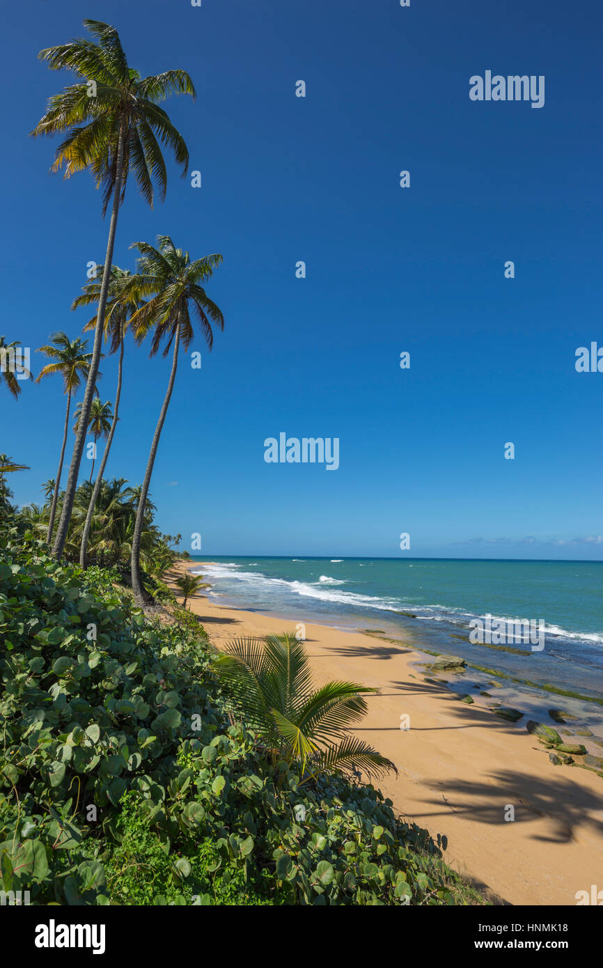 TALL PALM TREES PLAYA PINONES BEACH LOIZA PUERTO RICO Stock Photo - Alamy