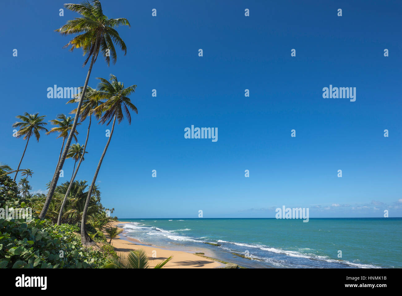 TALL PALM TREES PLAYA PINONES BEACH LOIZA PUERTO RICO Stock Photo - Alamy