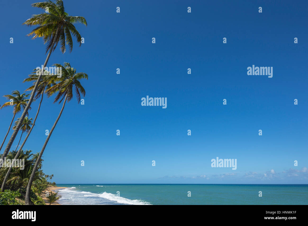 Tall beach trees landscape hi-res stock photography and images - Alamy