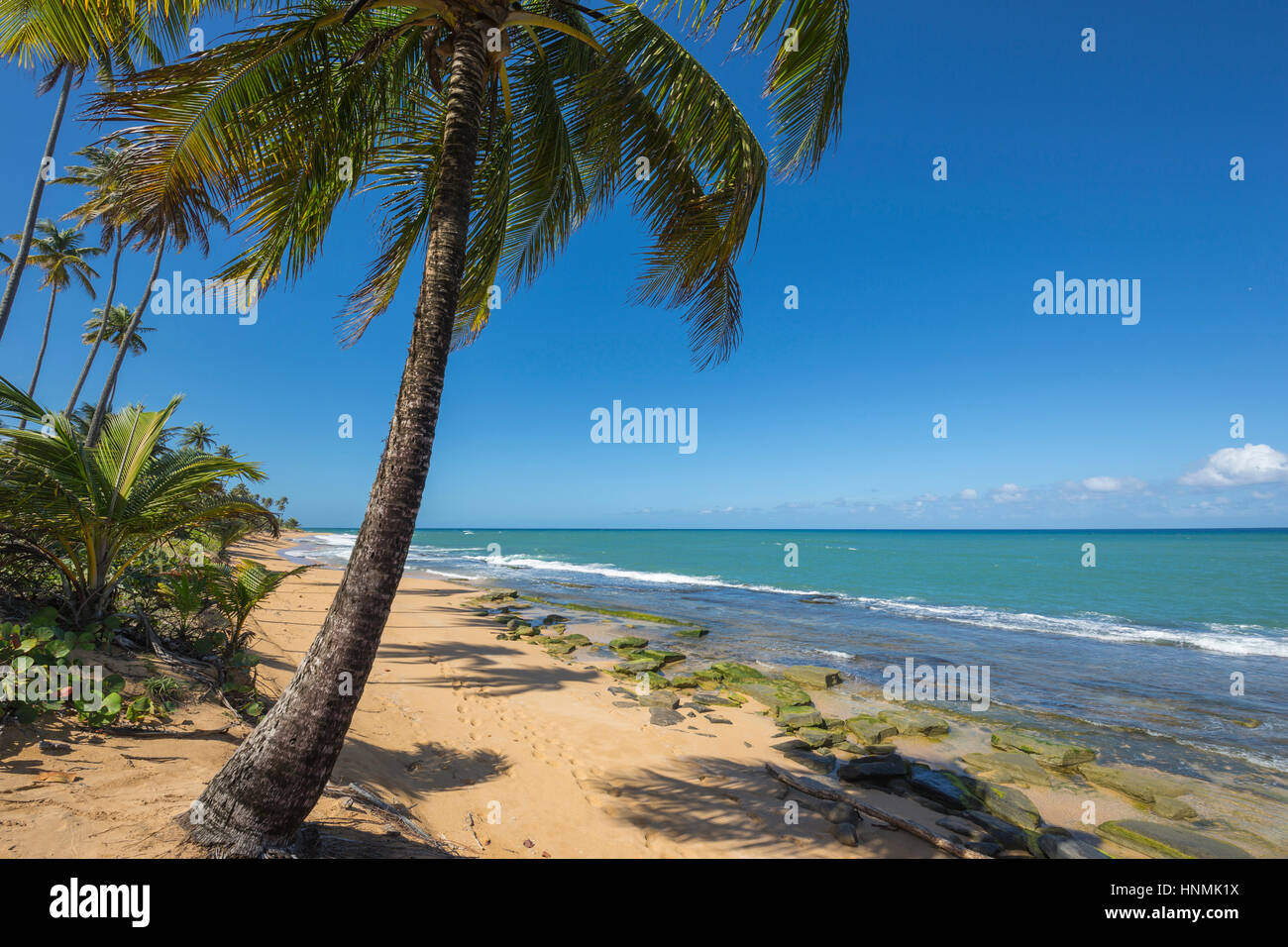 PALM TREE PLAYA PINONES BEACH LOIZA PUERTO RICO Stock Photo - Alamy