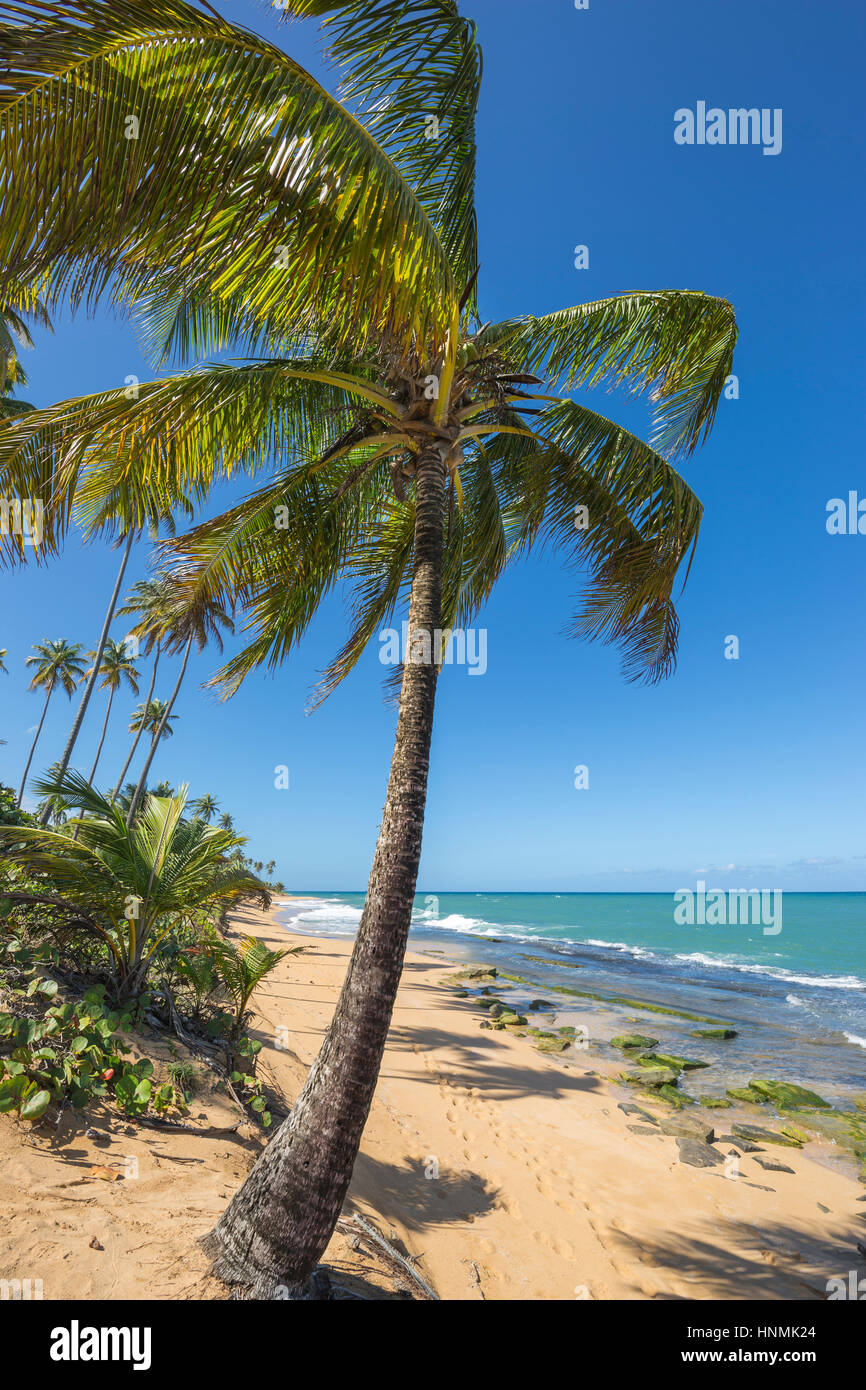 PALM TREE PLAYA PINONES BEACH LOIZA PUERTO RICO Stock Photo - Alamy